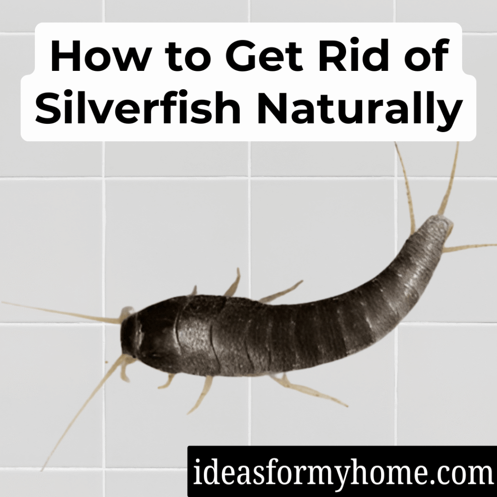15 Effective Ways to Get Rid of Silverfish Naturally